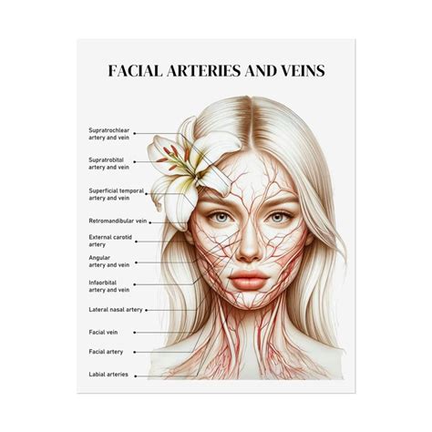 Facial Arteries And Veins Labelled Rolled Poster Etsy Gesicht