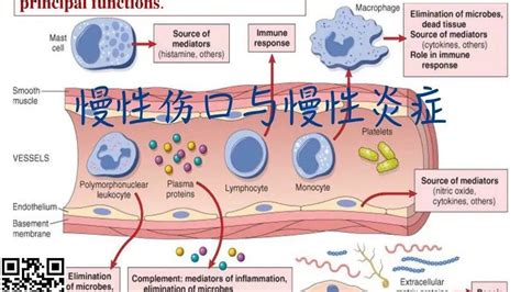 伤口炎症涉及过度的蛋白水解活性、细胞外基质的破坏、氧化应激、细胞衰老、成纤维细胞和角质形成细胞的增殖减少。治疗伤口的炎症需要多因素的抗炎计划。 细胞 炎症 伤口