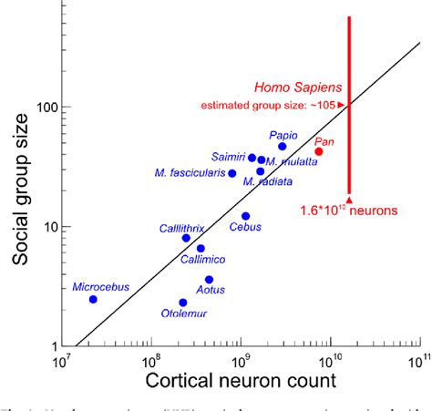 Figure 1 From Comparative Connectomics Of The Primate Social Brain