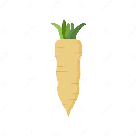 Parsnips Flat Design Vector Illustration Isolated On White Background Parsnip Root With Green