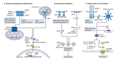 Double Stranded Rna Dsrna The Byproduct Of Ivt