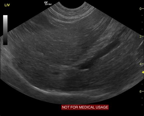 0300427 Pawpaws S Hepatic Lipidosis Members