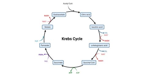 Citrate Cycle