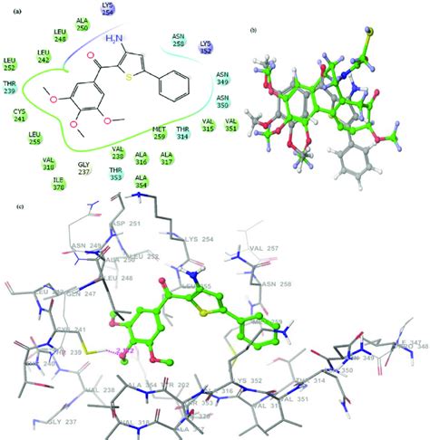 Docking Of Compounds On Colchicine Binding Site Of B Tubulin A 2d Download Scientific Diagram