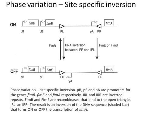Difference Between Antigenic And Phase Variation Compare The Difference Between Similar Terms