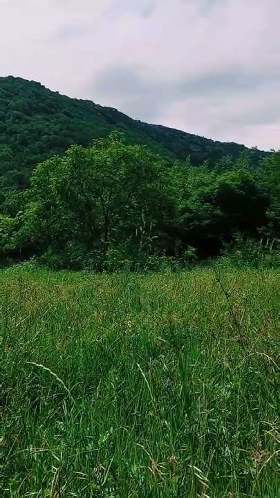 🌳🌳 ბუნება ტყე საქართველო საქართველო 🇬🇪 Youtube