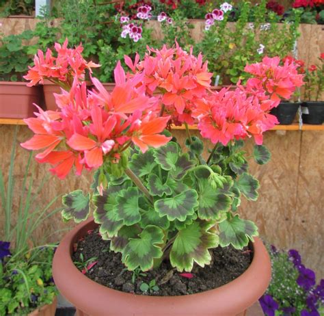 Зональная звездчатая пеларгония (стеллар) Quantum Salmon - Уникальная ...
