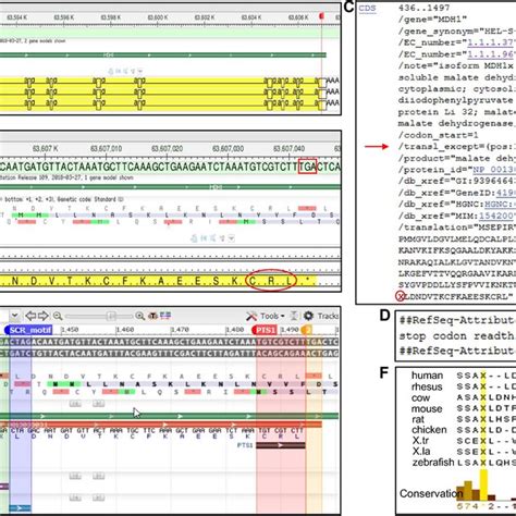 manual curation annotation and analysis of selenoprotein a genome
