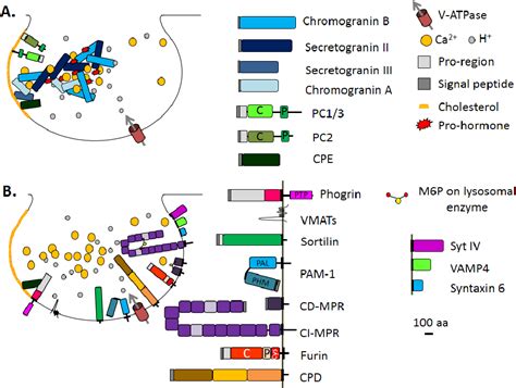 Figure 2 3 From The Adaptor Protein 1 Ap 1 Complex At The Heart Of Post Golgi Trafficking In A