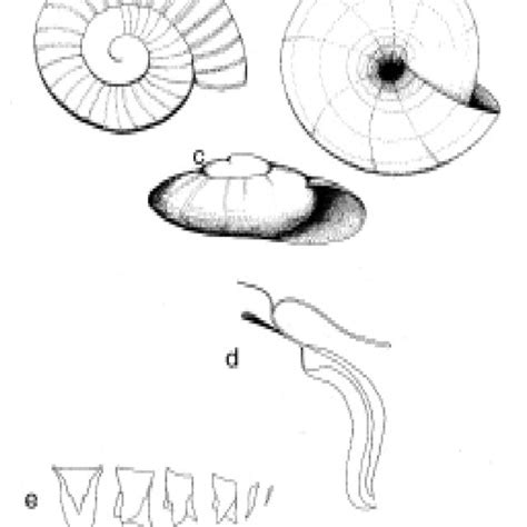 Distribution Of Gulella Silhouettensis Download Scientific Diagram