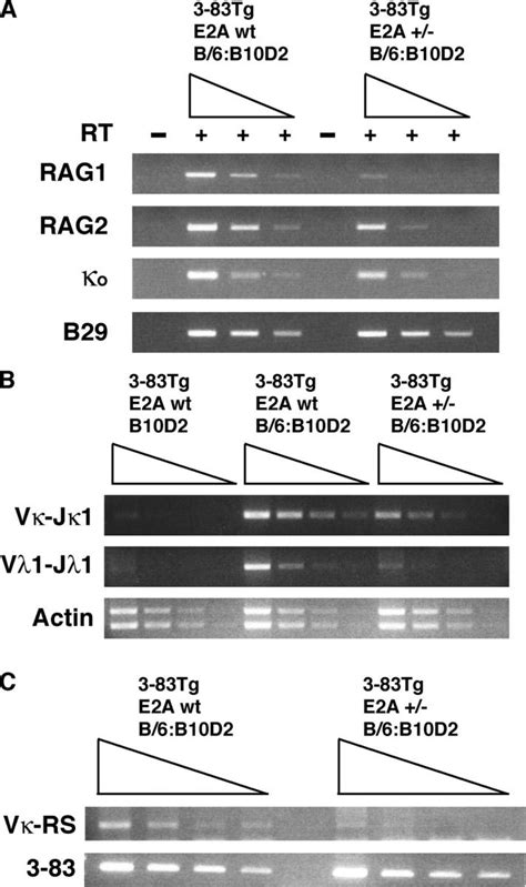 Rag Gene Expression Igl Chain Rearrangements And Rs Deletions Are Download Scientific Diagram