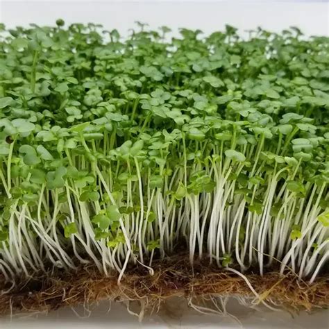 Інтернет-магазин мікрозелені SmallFood™: найкрутіший магазин мікрогрін ...
