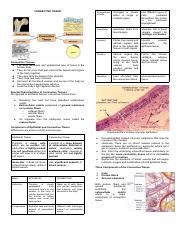 Understanding Connective Tissue: Types, Functions, and | Course Hero