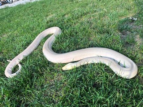 Orange Glow Super Motley Possible Tiger Paradox Reticulated Python By