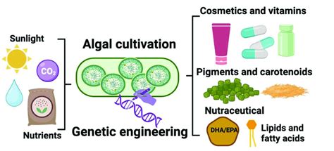 Synthesis Of Value Added Products Using Algal Strains Download