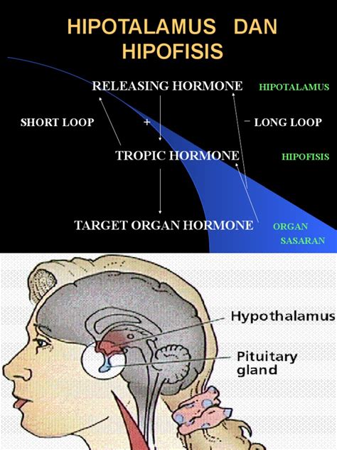 Hormon Hipotalamus Dan Hipofisis Pdf Kesehatan Holistik