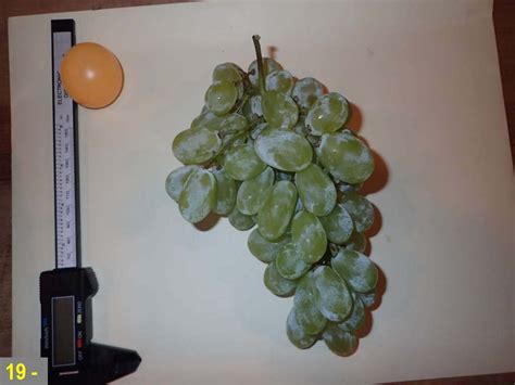 grapes_segmentation_all - copy Instance Segmentation Dataset by GAIA SPA