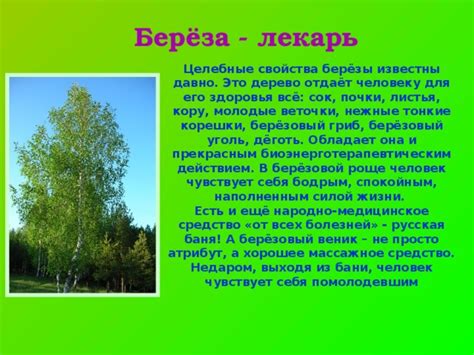 Свойства береза: Древесина березы - особенности и применение ...