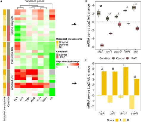 Profiling Of Upec Main Virulence Genes Expression From The Gut Download Scientific Diagram