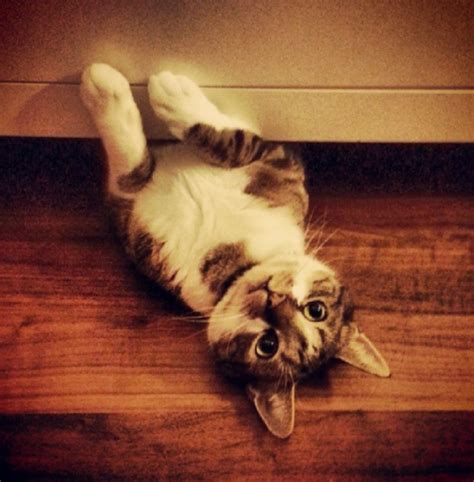 Little Cat Rubys Blog