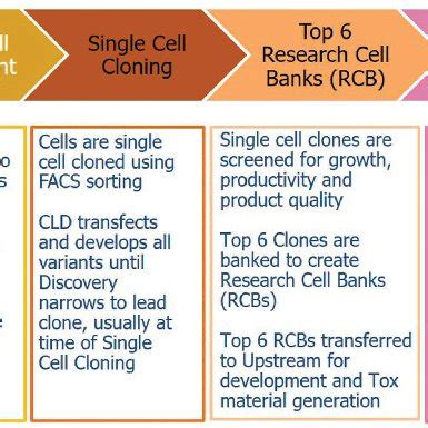 Standard Cell Line Development And Process Workflow At BMS Download Scientific Diagram