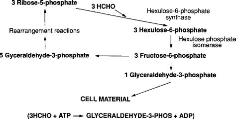 Figure 1 From Methanotrophic Bacteria Semantic Scholar