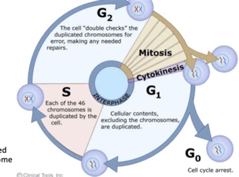 Mendelian And Cellular Genetics Day Flashcards Quizlet
