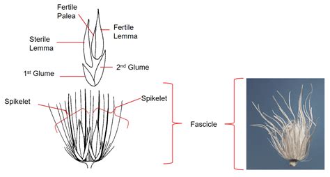 Grass Spikelet Structures Of Diagnostic Value Idseed