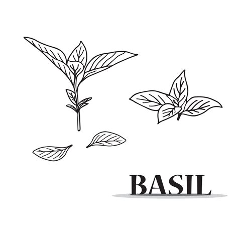 Basil Leaf Drawing At Betty Dean Blog