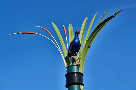 Flickriver Most Interesting Photos Tagged With Pukeko