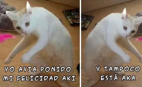 Top 7 De Memes Más Divertidos De Gatos Patas En Casa