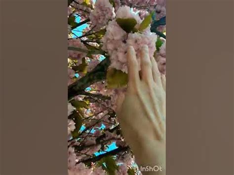 Весна прекрасна, все цветет #nashidnivtoronto #жизньвканаде # ...