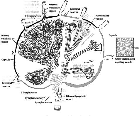 Figure 1 1 From Simulating The Immune System Semantic Scholar