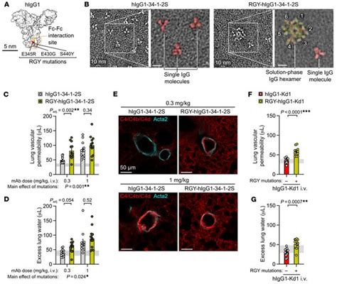 Jci Igg Hexamers Initiate Complement Dependent Acute Lung Injury