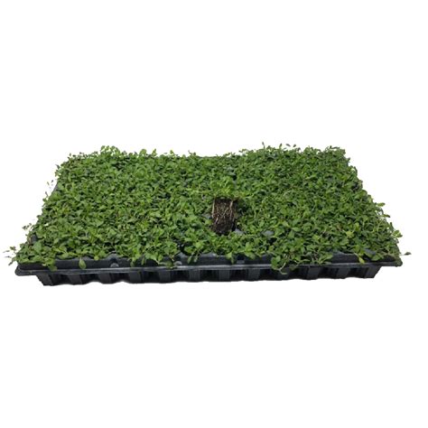 Kurapia® Pink Plugs A Drought Tolerant Low Maintenance Lawn