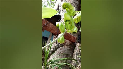Catasetum Integerrimum Youtube