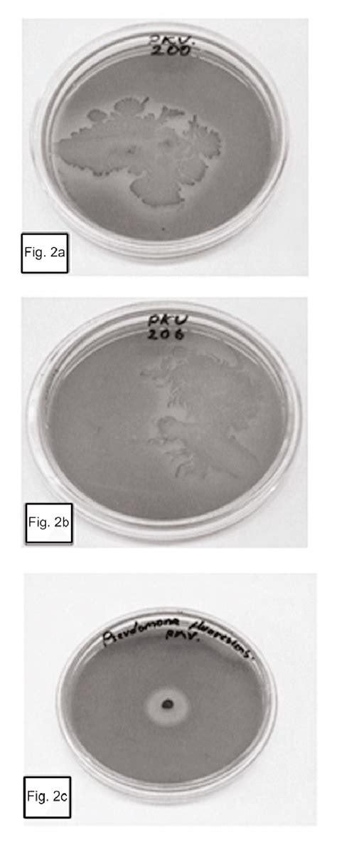 Strains That Showed Solubilization Of Phosphates 2a Bacillus Subtilis
