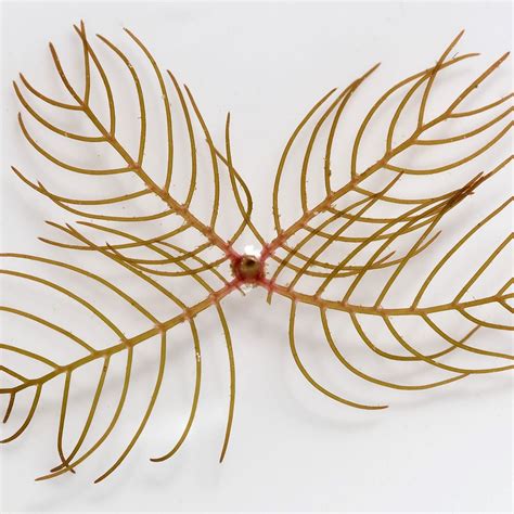 Invasive Plant Control Invasive Milfoil Snohomish County Wa Official Website