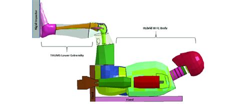 Simulation Setup For Thums Lower Extremity Loading Download Scientific Diagram