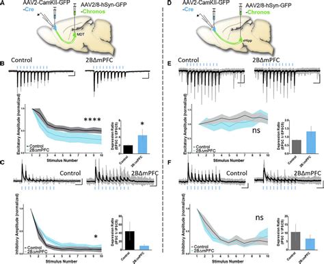 MDT MPFC Inputs Are Uniquely Modified By Deletion Of GluN2B From Download Scientific Diagram