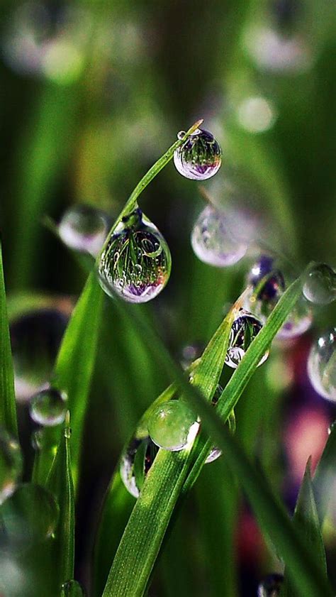 Capturing The Beauty Of Dew Drops On Green Grass