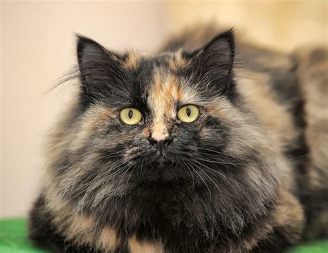 How Long Do Tortoiseshell Cats Live Average Lifespan Data And Facts