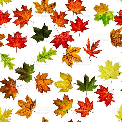 매끄러운 플로럴 패턴 흰색에 고립 된 가을 노란색 빨간색 오렌지 잎 다채로운 단풍 나무 단풍 계절잎은 배경이 됩니다 10월에 대한 스톡 사진 및 기타 이미지 Istock