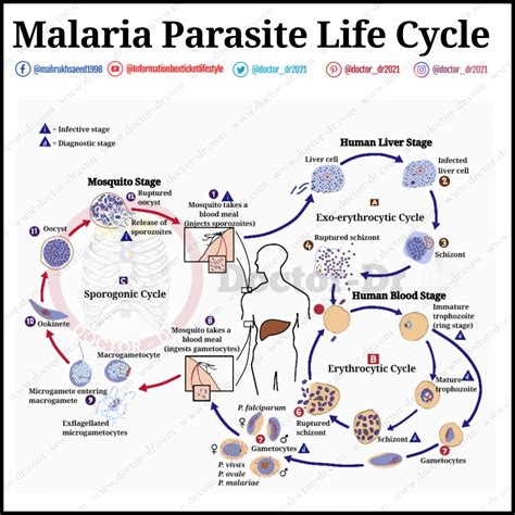 Plasmodium Vivax Distribution Traits Anatomy And Life Cycle