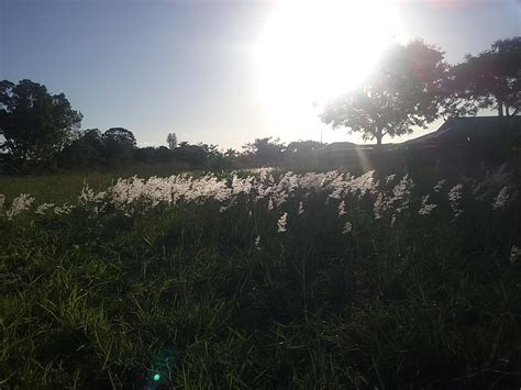 Anyone Know What Grass This Is Scrolller