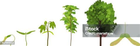 Life Cycle Of Maple Tree Growth Stages From Samara Fruit And Sprout To