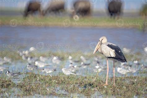 Birds Live And Swim In Freshwater Lakes Local Birds In The World