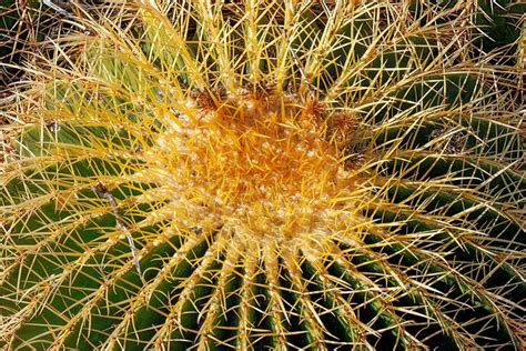 Busy Cactus Macroclose Up Critiques Nature Photographers Network