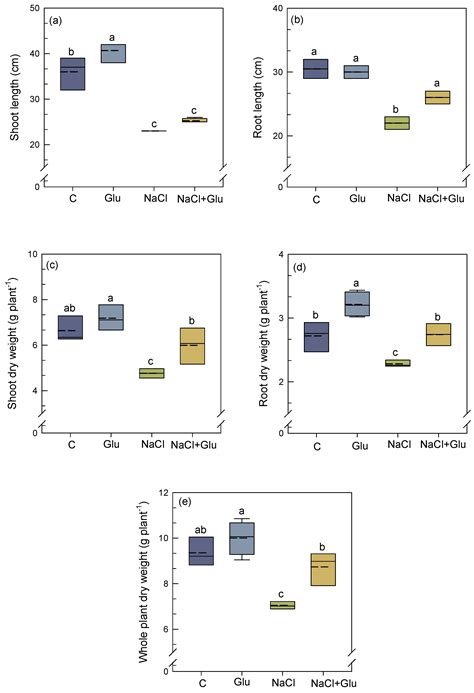 Harnessing Glutamicibacter Sp To Enhance Salinity Tolerance In The