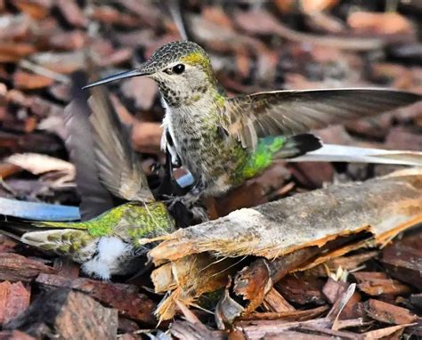 Do Hummingbirds Mate For Life Understanding Hummingbird Mating Habits Backyard Visitors